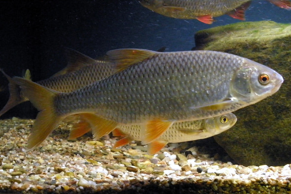 Paprskoploutví (Actinopterygii)